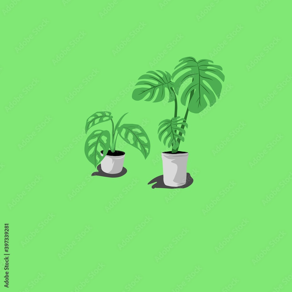 Monstera Obliqua flower illustration in a pot, exotic house plant with ...