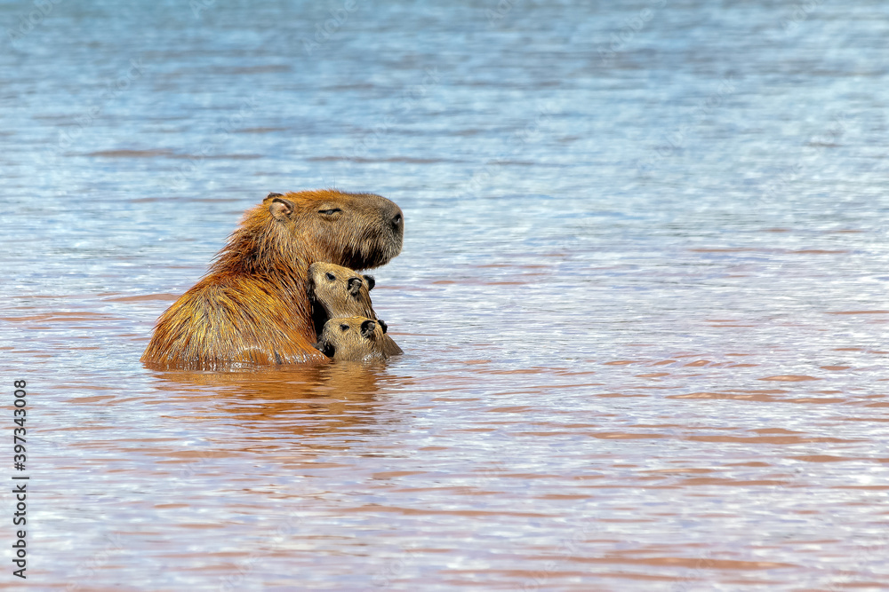 ภาพถ่าย Stock A capybaras family bathing in Paranoá Lake in front of JK ...