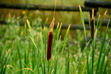 Marsh Cattails Fence Free Stock Photo - Public Domain Pictures