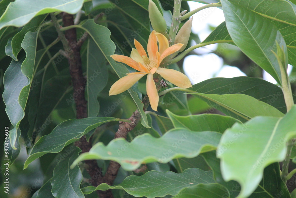 flor magnólia amarela - magnolia champaca Stock Photo | Adobe Stock