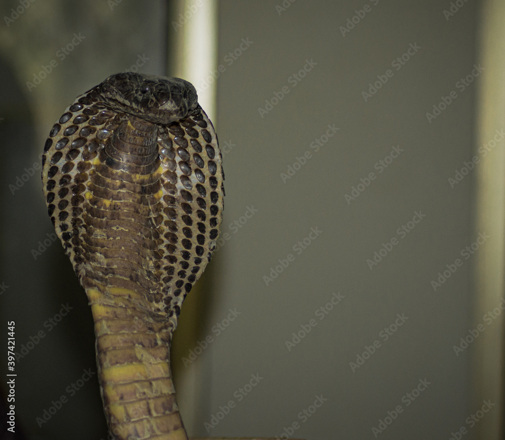 The Indian cobra, also called spectacled cobra or Asian cobra. With ...