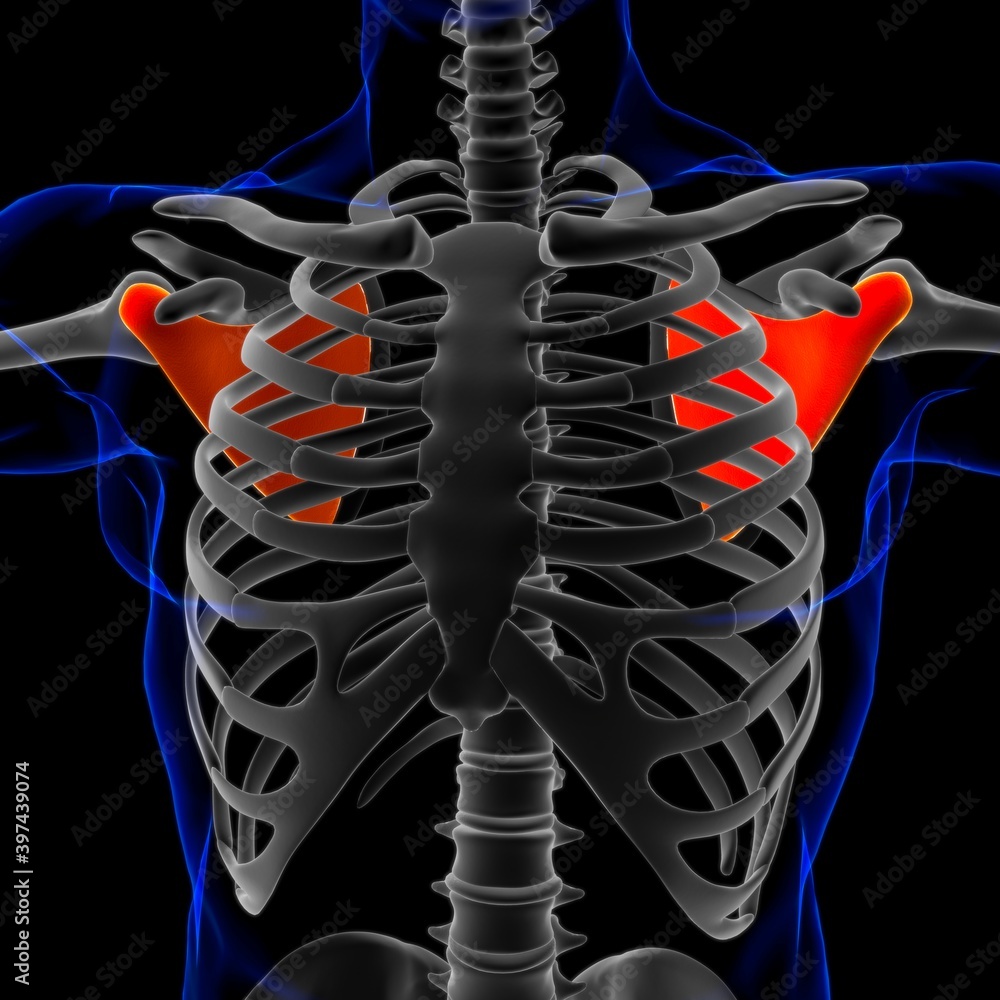 Subscapularis Muscle Anatomy For Medical Concept 3D Illustration Stock ...