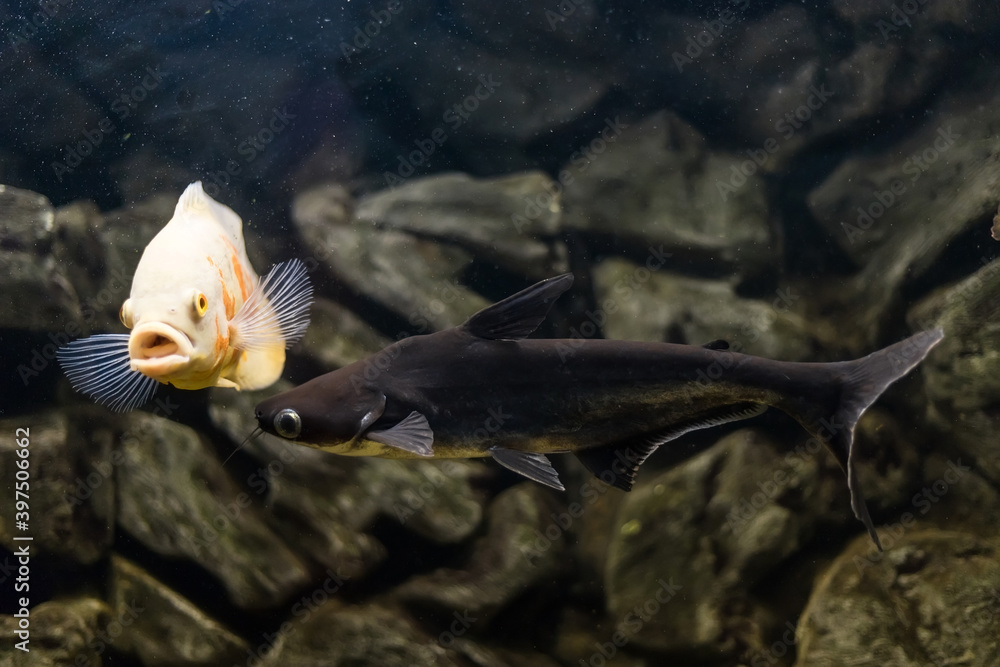 Striped catfish, Iridescent shark (Pangasianodon hypophthalmus) is ...