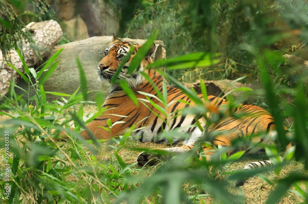 Big cat, Sumatran tiger is population of Panthera tigris sondaica in ...