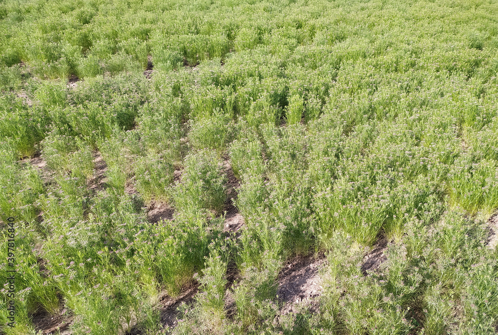 Beautiful yellow flowers of cumin crop, CUMIN seeds plant, jeera tree ...
