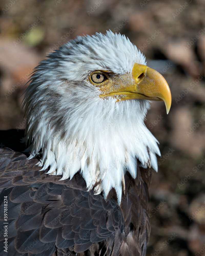 Bald Eagle stock photos. Bald Eagle head shot close-up profile view ...