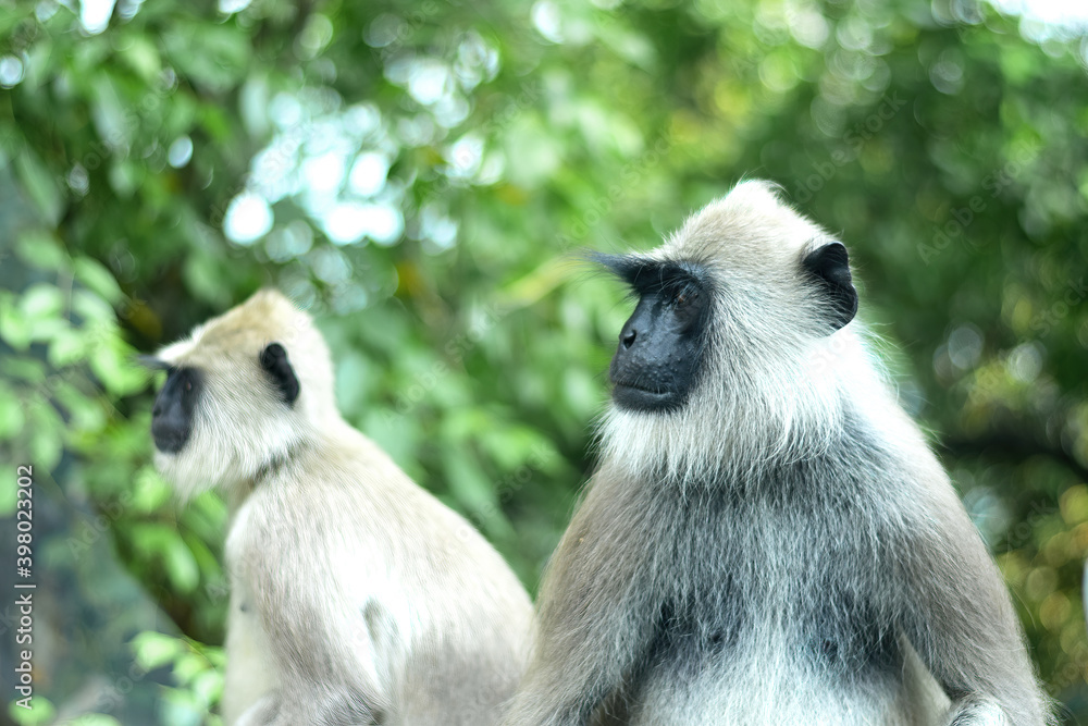 Langur monkey in the forests of Western Ghats in Karnataka Stock Photo ...