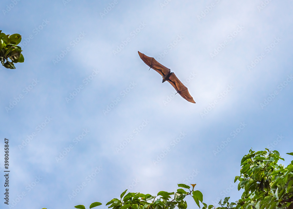 Fox-bat over the rainforest on the Maldivian island in the Indian ocean ...