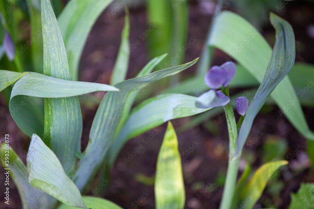 Bletilla striata, known as hyacinth orchid or Chinese ground orchid, is ...
