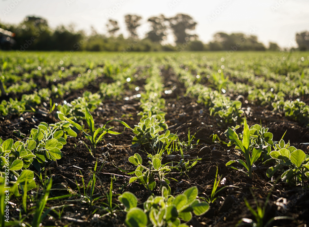 plantas de soja con unos dias de nacidas recien fumigadas con un fondo ...