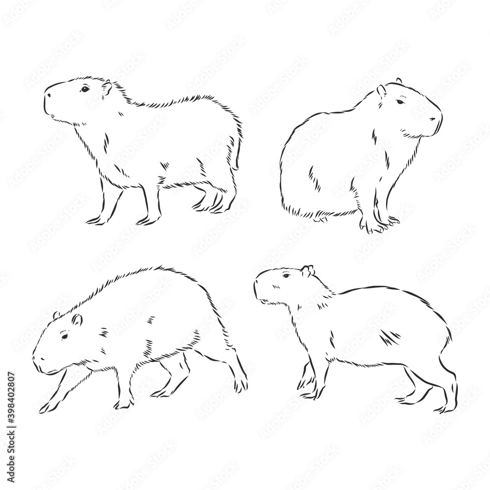 Capybara and birds on white background abstract illustration. capybara ...