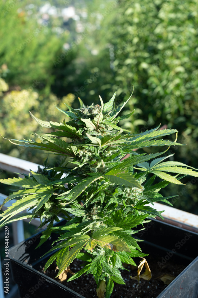 CBD, cannabis, weed, cannabis plant, verde, sativa, indica, cañamo ...