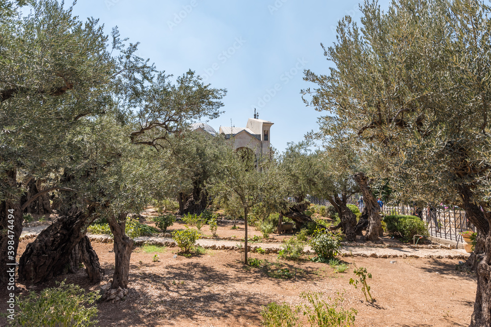 Olive trees in the Garden of Gethsemane, an urban garden at the foot of ...