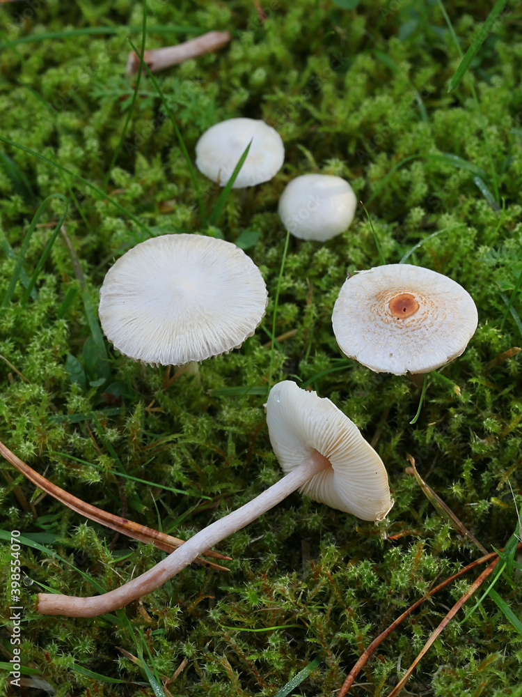 Lepiota cristata, commonly known as the stinking dapperling or the ...