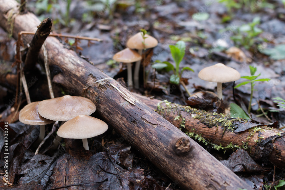 Mycena galericulata is a mushroom species commonly known as the common ...