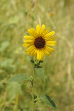 Lakeside Sunflower Free Stock Photo - Public Domain Pictures