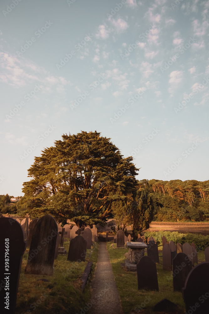 Welsh graveyard. Path with gravestones on the sides and a big tree with ...