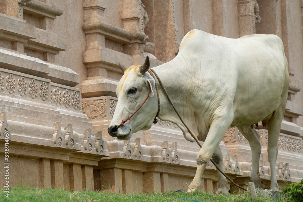 Sacre cow in front of the Sri Shakti Devasthanam Temple in Kuala Selangor, Malaysia. It is one ...