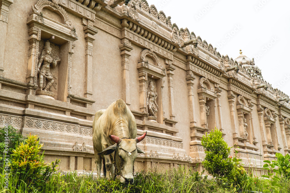 ภาพถ่าย Stock Sacre cow in front of the Sri Shakti Devasthanam Temple in Kuala Selangor ...