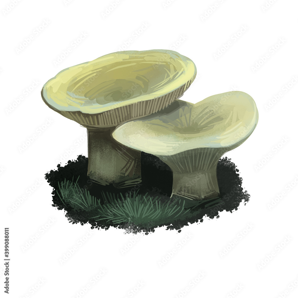 Russula aeruginea, tacky or grass green mushroom closeup digital art ...