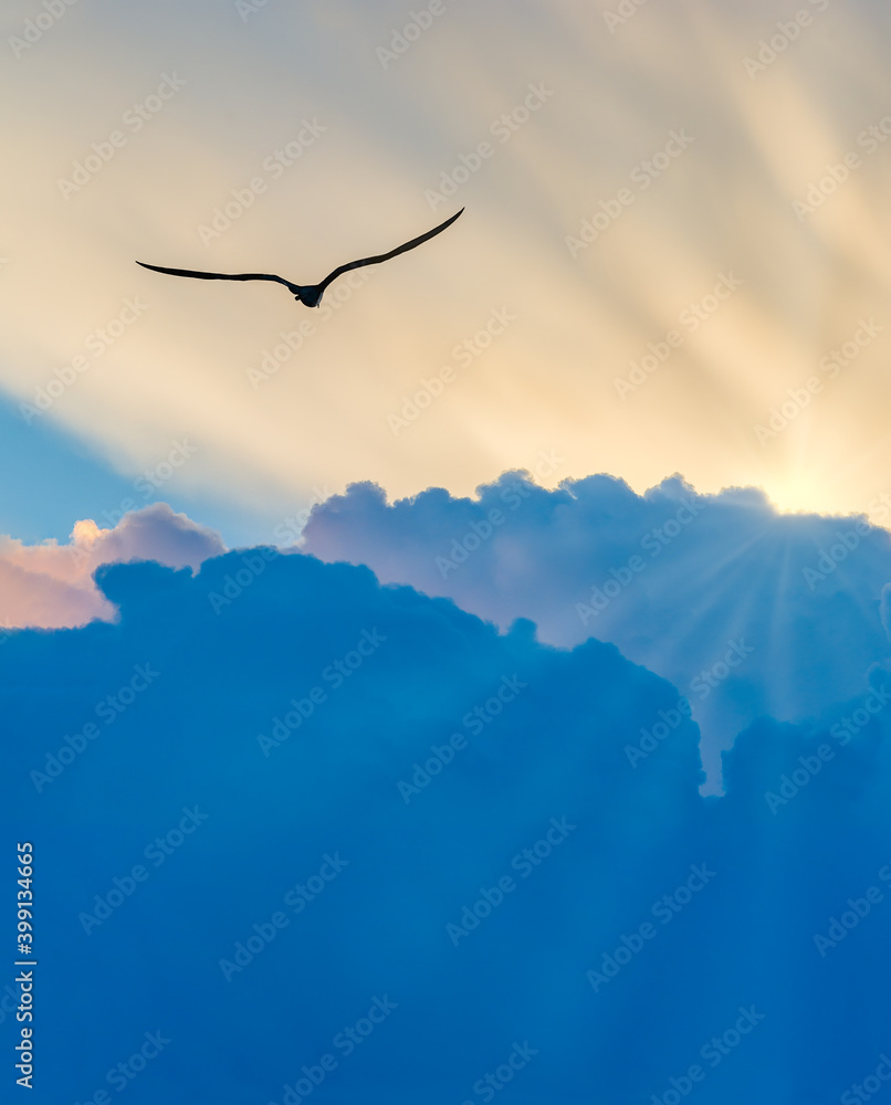 Bird Flying Inspiration Flight Beautiful Soaring Divine Spiritual ...