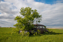 Tree Growing Out Of Abandoned Car Free Stock Photo - Public Domain Pictures