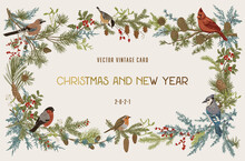 Christmas Robin Holly Branch Free Stock Photo - Public Domain Pictures
