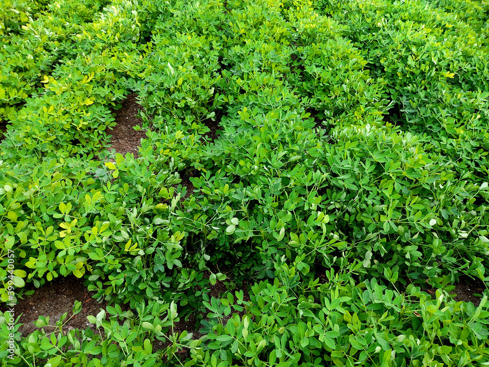 Peanuts farm, Peanut Field, Peanut Tree, Peanuts plantation fields ...
