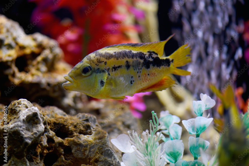 Cichlasoma Salvini fish swims in an aquarium (Salvin, Cichlasoma ...