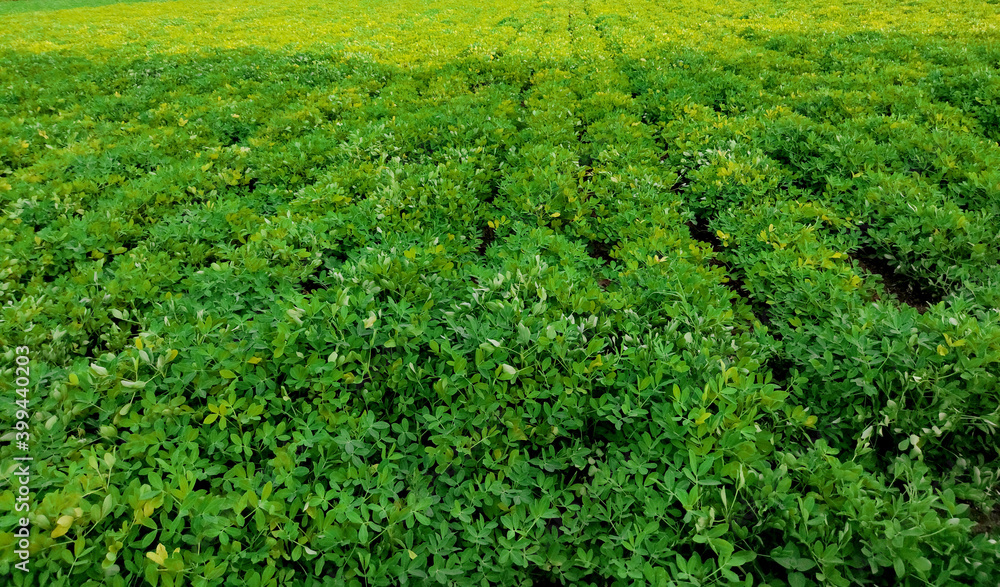 Peanuts farm, Peanut Field, Peanut Tree, Peanuts plantation fields ...