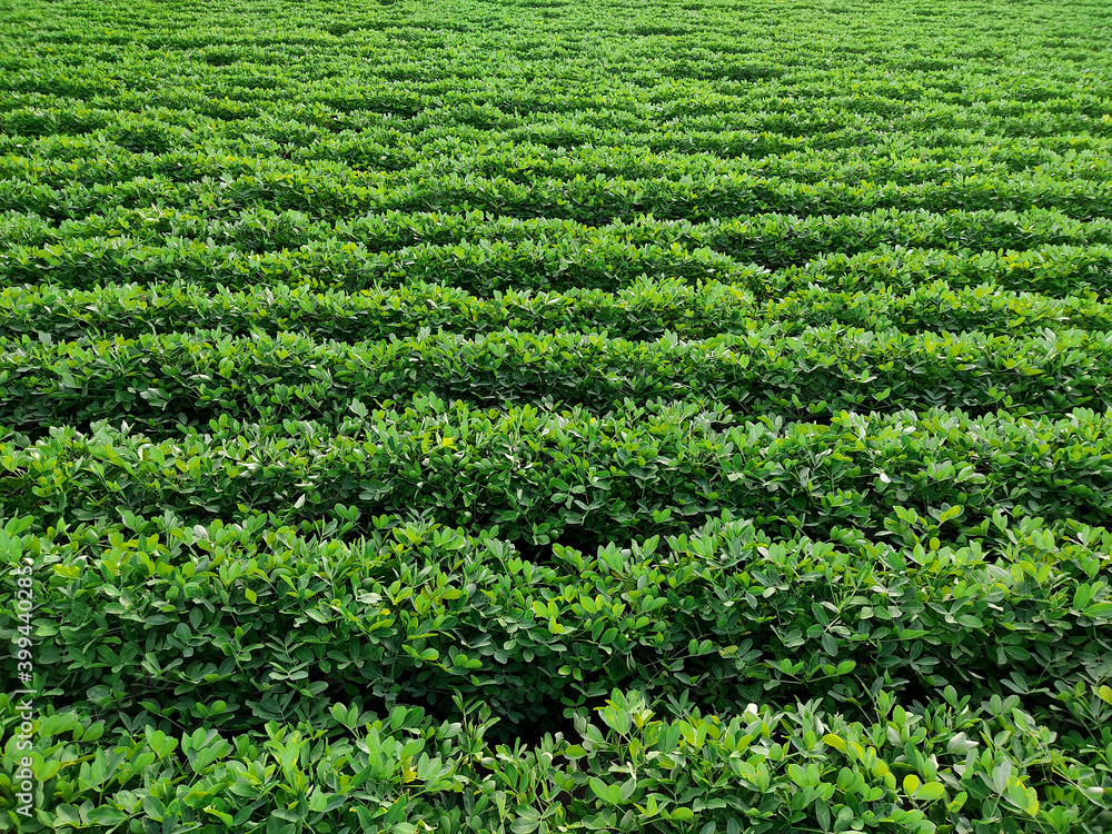 Peanuts farm, Peanut Field, Peanut Tree, Peanuts plantation fields ...