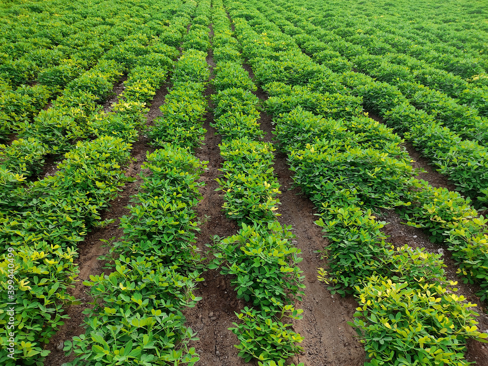 Peanuts farm, Peanut Field, Peanut Tree, Peanuts plantation fields ...
