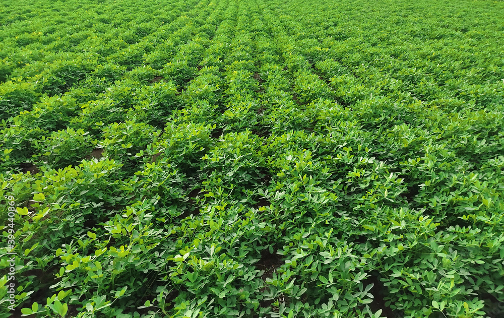 Peanuts farm, Peanut Field, Peanut Tree, Peanuts plantation fields ...