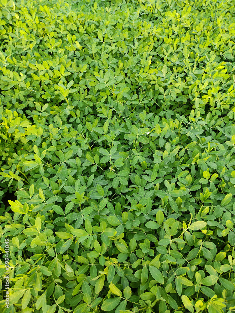 Peanuts farm, Peanut Field, Peanut Tree, Peanuts plantation fields ...