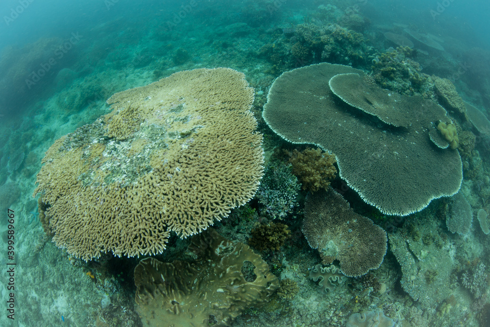 An amazing coral reef grows in Raja Ampat, Indonesia. This remote ...