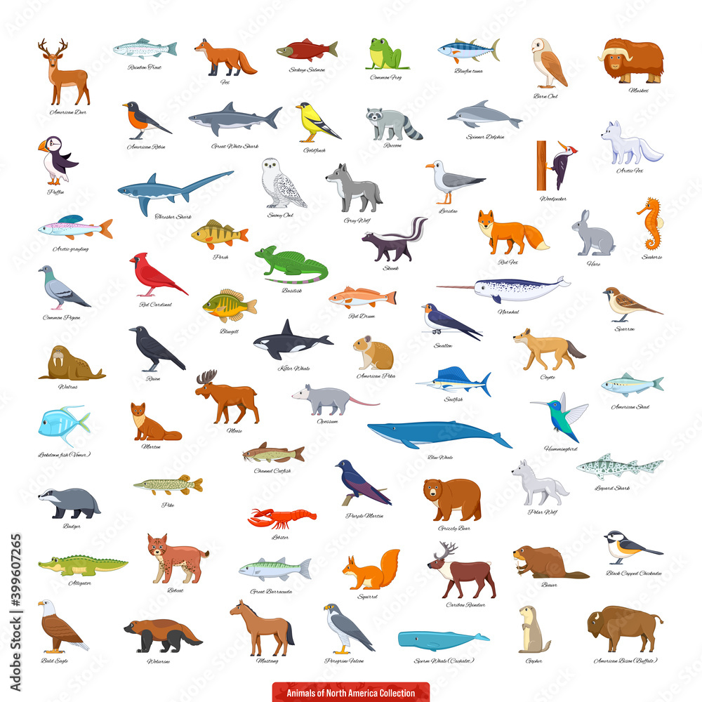 Animals of North America Collection Stock Vector | Adobe Stock