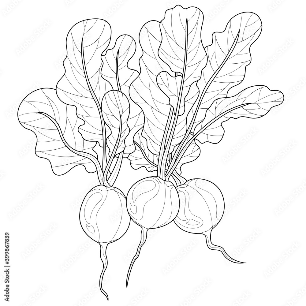 Radish.Coloring book antistress for children and adults. Zen-tangle ...