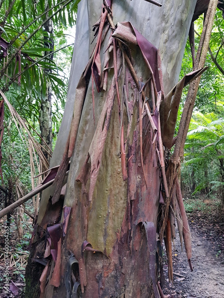 Calycophyllum spruceanum (common name: capirona), is a canopy tree ...