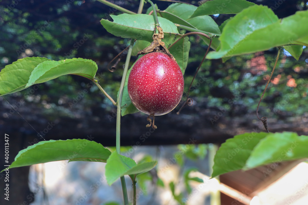Markisa merah. Red passion fruits or Passiflora edulis flower ...