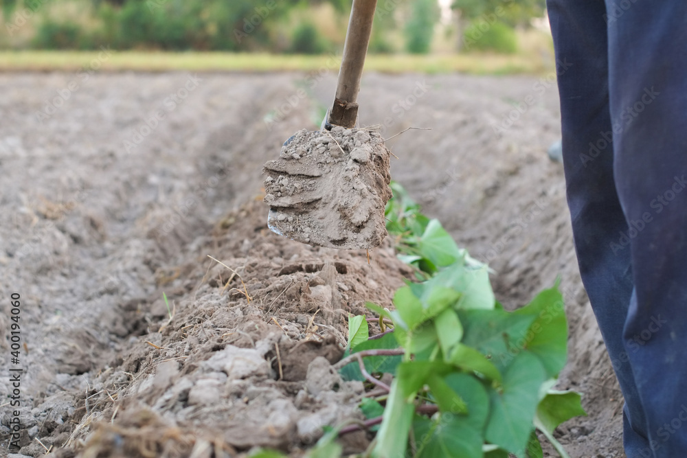 Farmers are using hoe to dig the soil ground to grow sweet potato trees ...