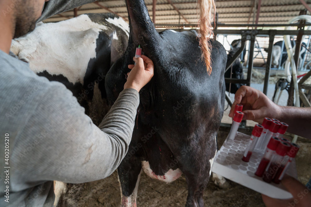 The veterinarian takes a samples blood from the tail of a cow by ...