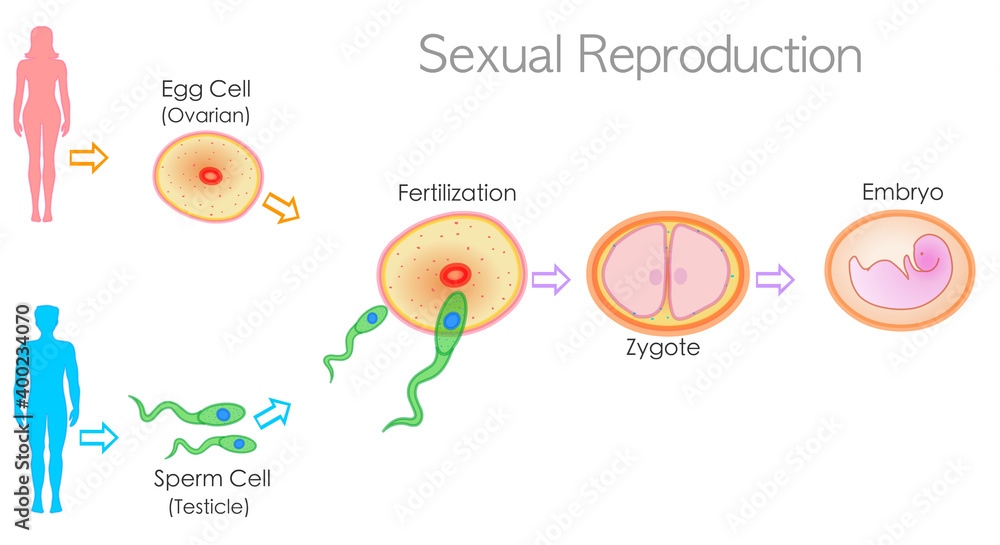 Sperm And Egg Fertilization Zygote