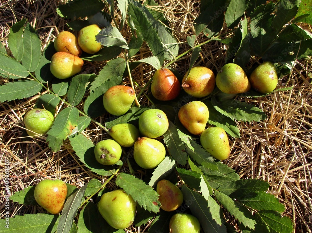 Speierling fruits and leaves (Sorbus domestica) on the ground Stock ...