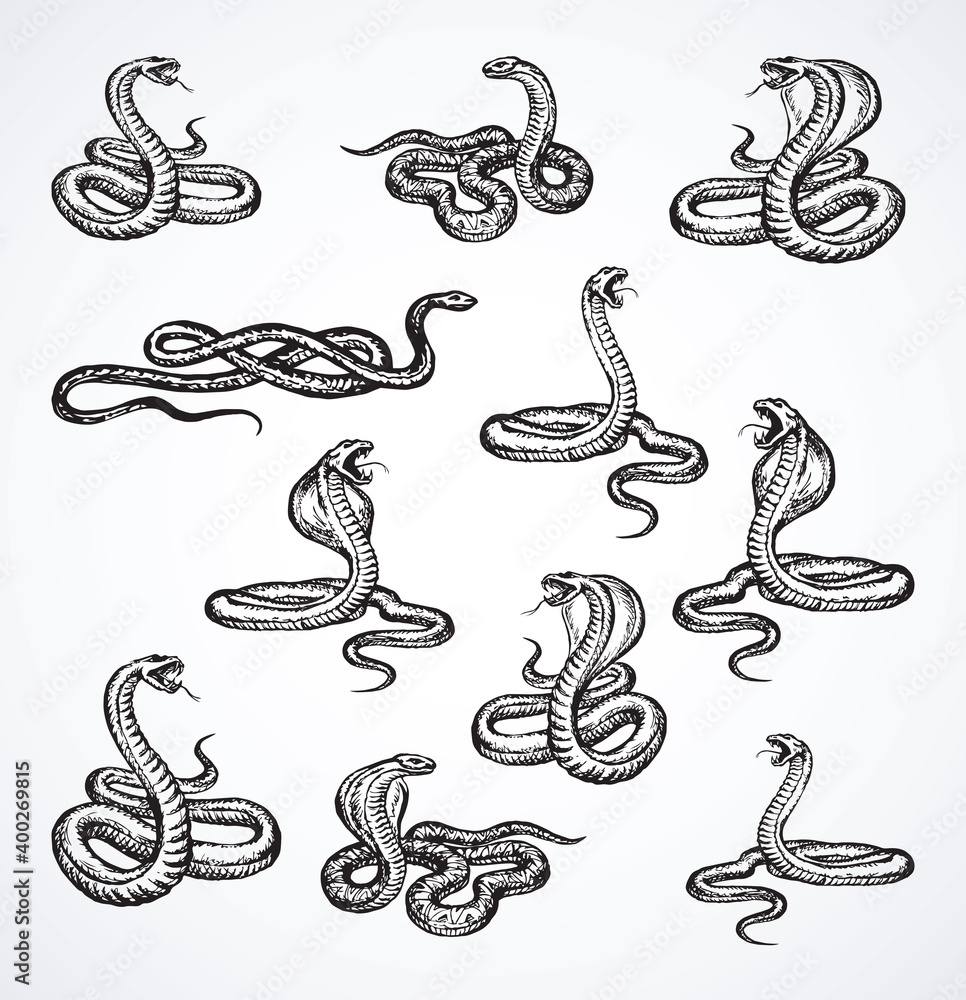 Snake. Vector drawing Stock Vector | Adobe Stock