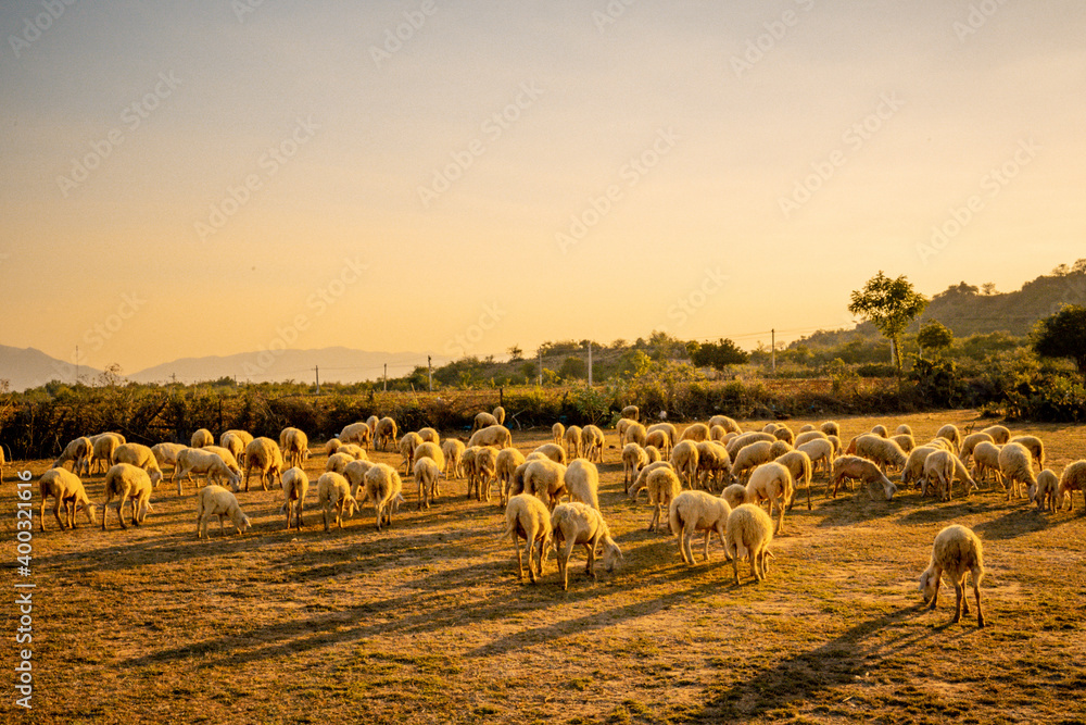 Flock of sheep in Viet Nam, high country farm Stock Photo | Adobe Stock