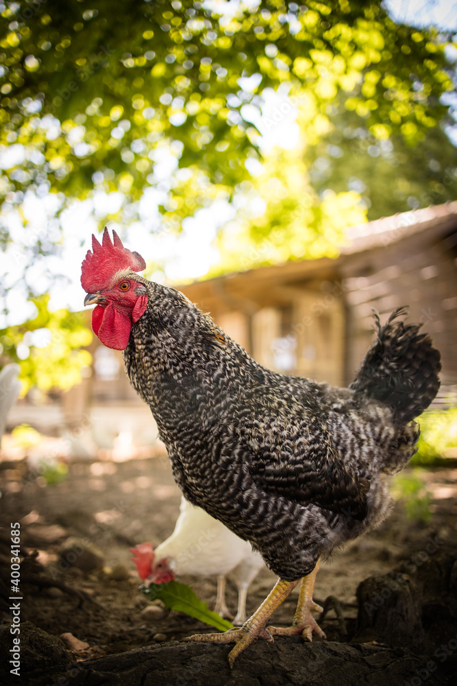 Rooster in the chicken coop. Domestic bird. Beautiful rooster ...