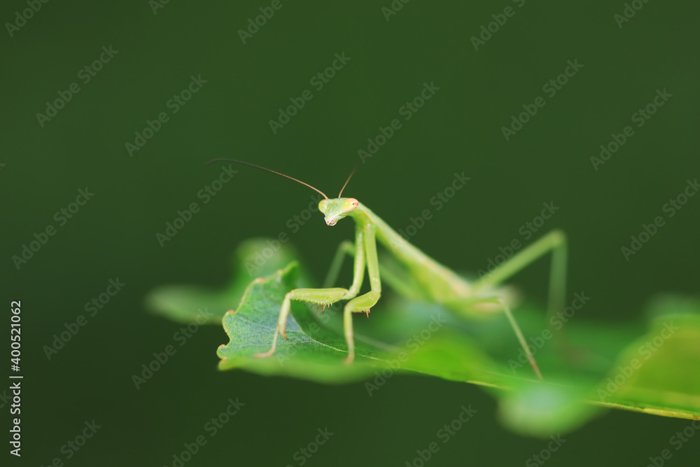Mantis lives on weeds in the North China Plain Stock Photo | Adobe Stock