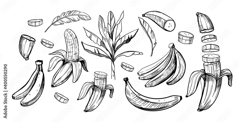 Banana sketch set. Black outline illustrations, Vector on transparent ...