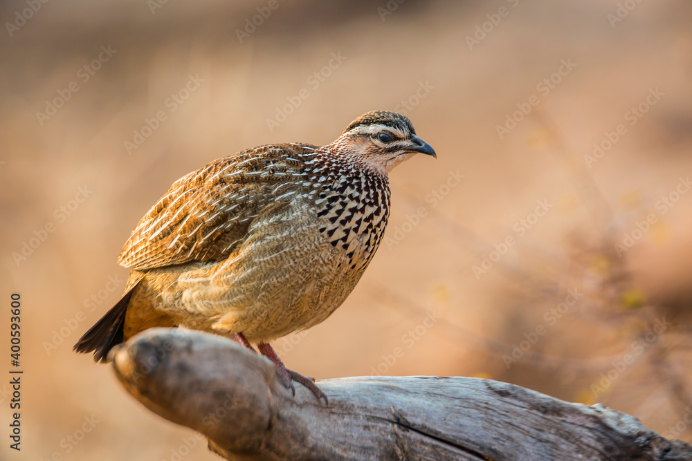 Crested Francolin standing on log in morning light in Kruger National ...