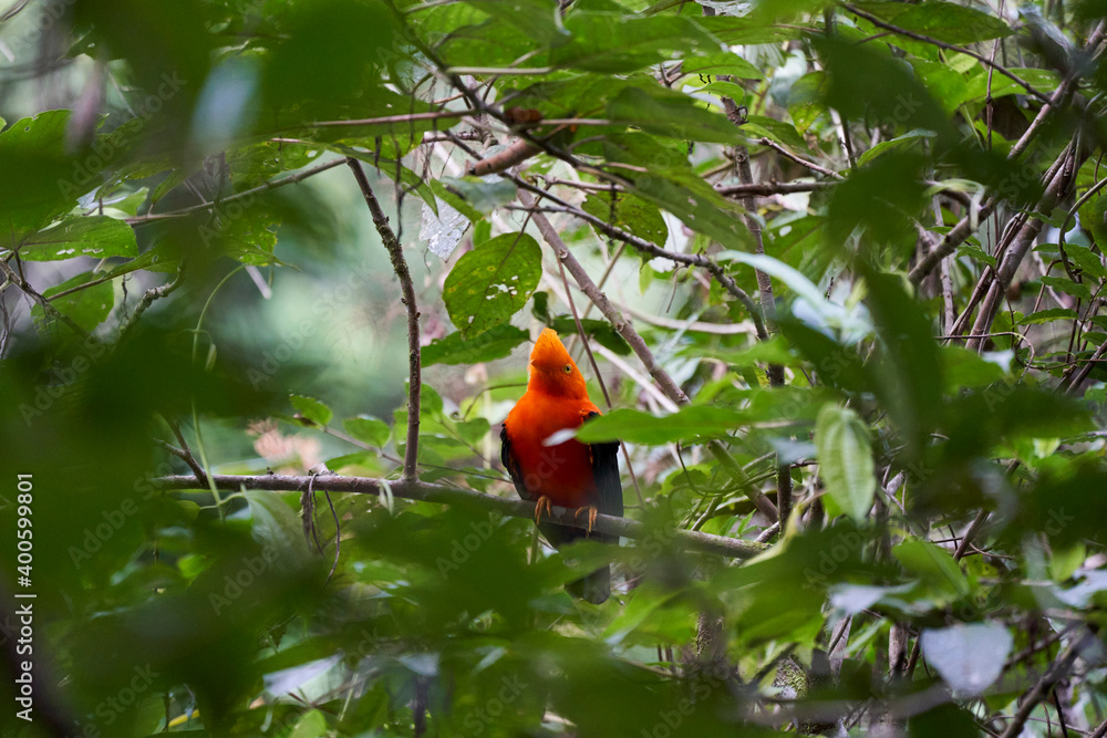 Male Andean cock of the rock, Rupicola peruvianus, also tunki, is a ...